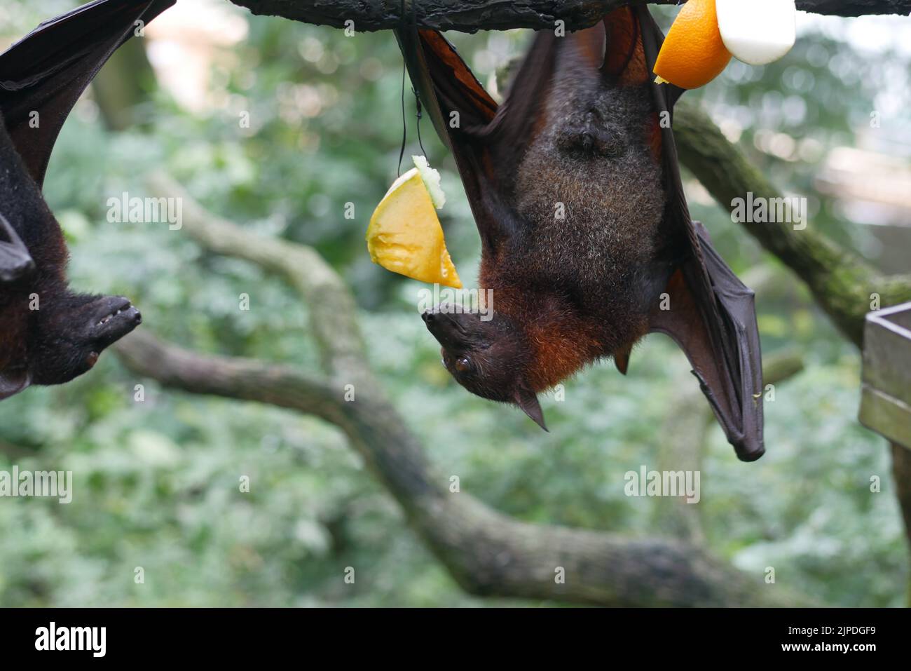 a bat hanging from a branch Stock Photo - Alamy