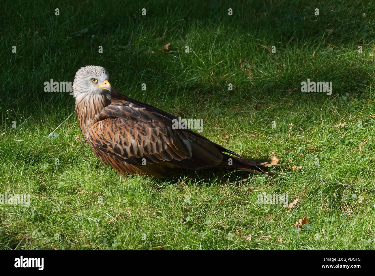 red kite, milvus milvus, habichtartige, red kites Stock Photo - Alamy
