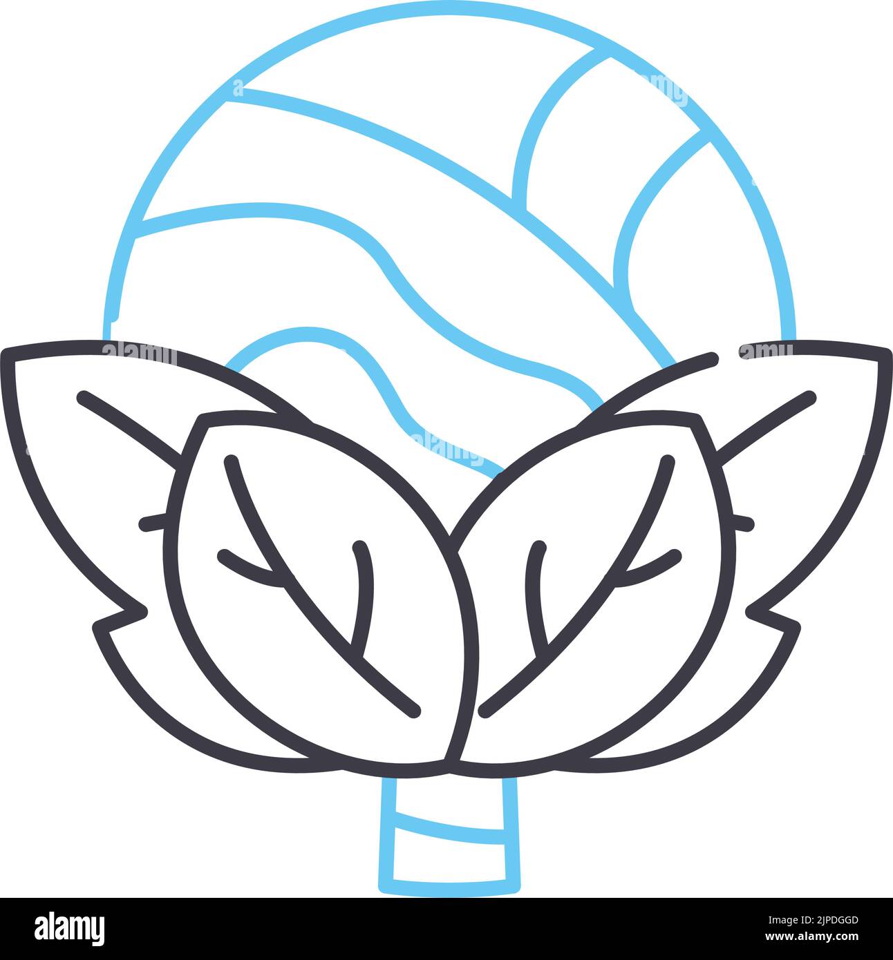 fresh cabbage line icon, outline symbol, vector illustration, concept ...