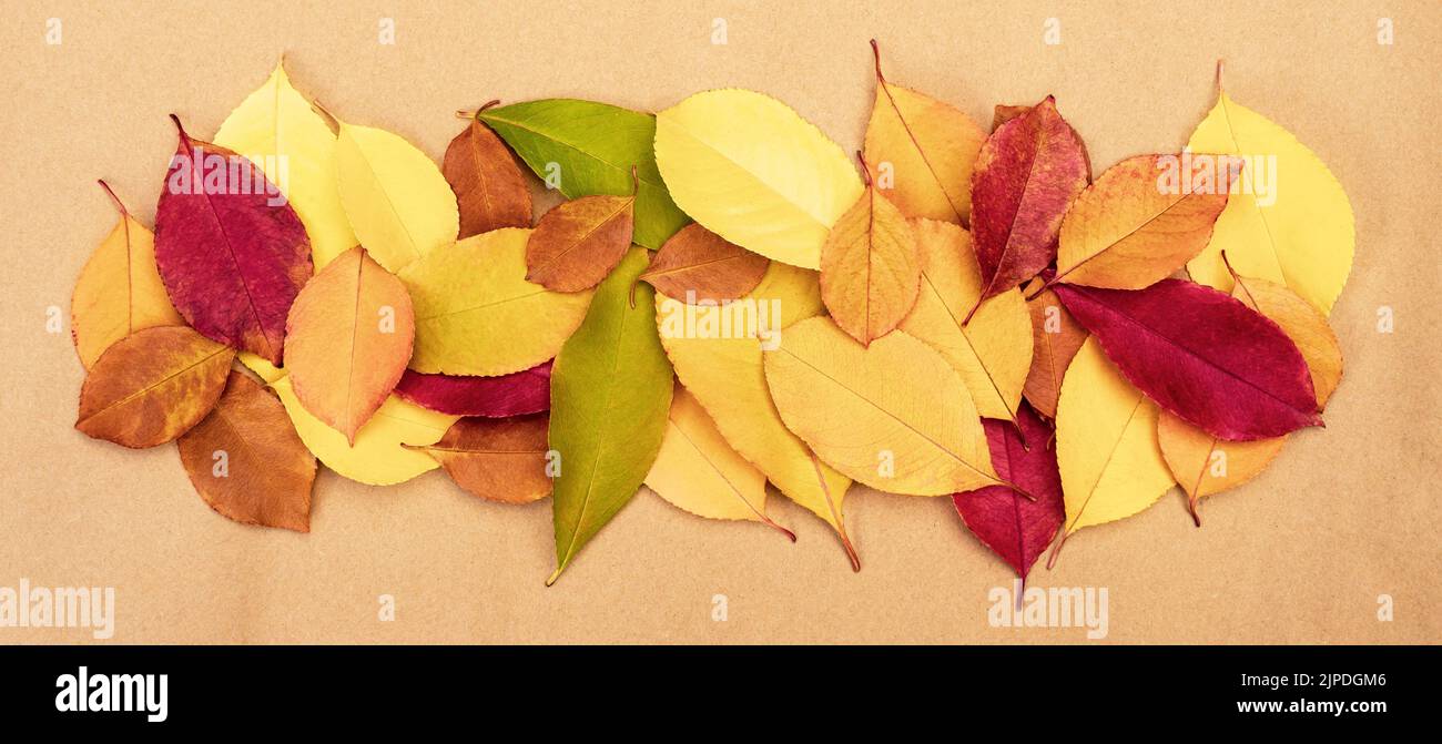 Background of bright multi-colored autumn fallen leaves Stock Photo - Alamy