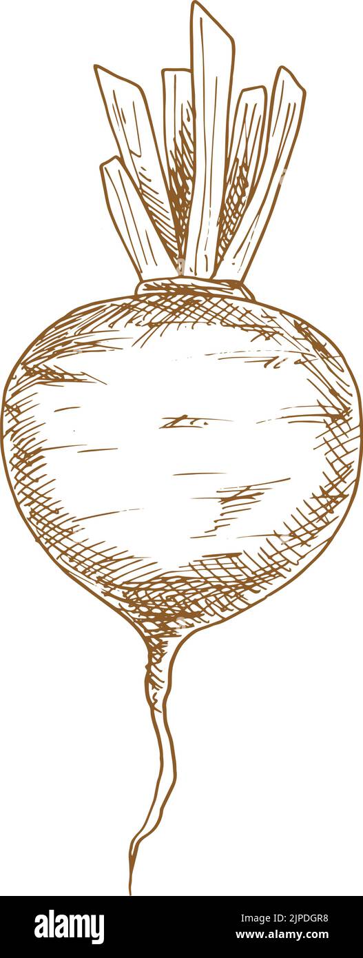 Beetroot food ingredient isolated sketch. Vector vegetable, whole ...