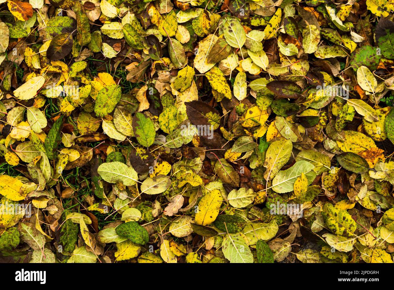 Bright saturated autumn background with fallen multi-colored leaves ...