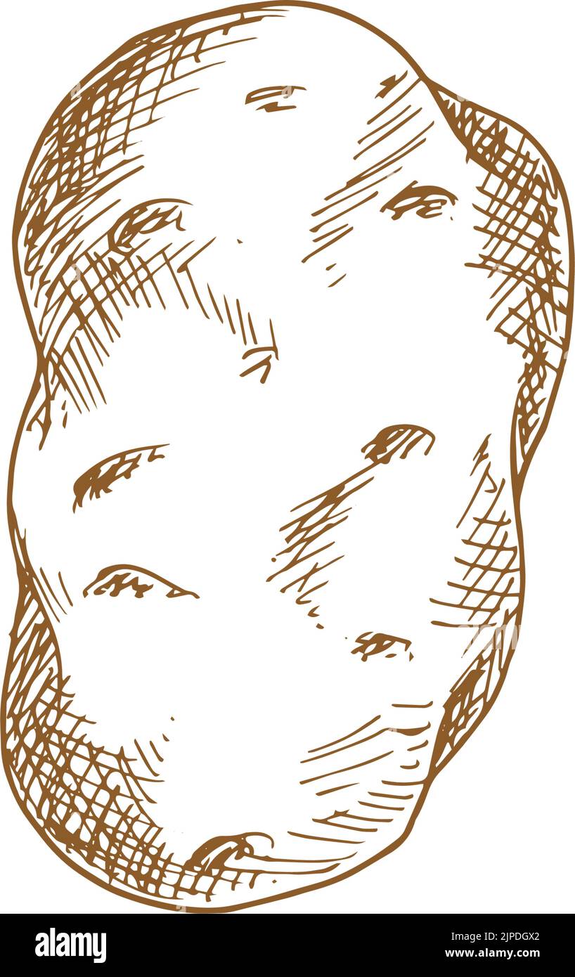 Old potato isolated vegetable sketch. Vector vegetarian food, tuber ...