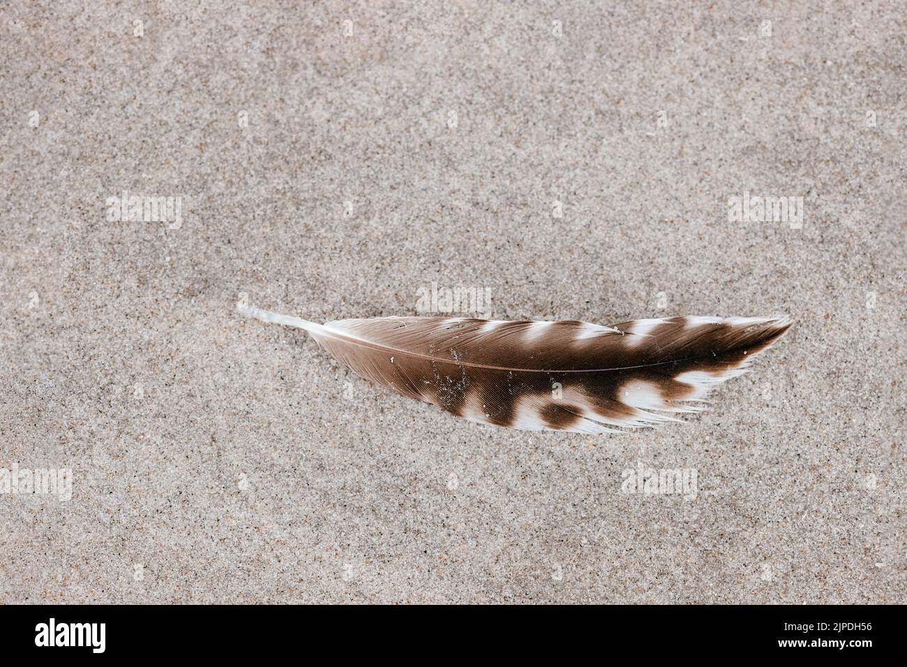 Birds feather texture hi-res stock photography and images - Alamy
