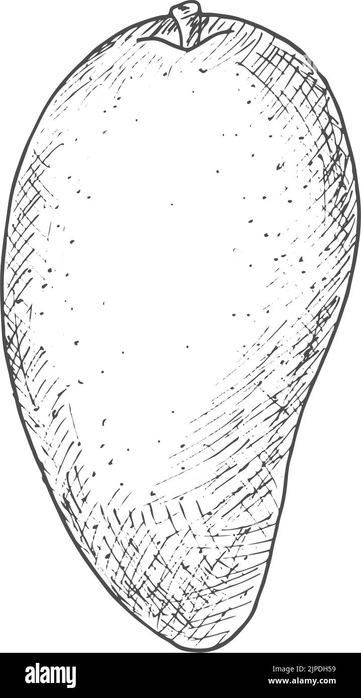 Mango tropical fruit sketch. Vector isolated organic whole exotic mango ...