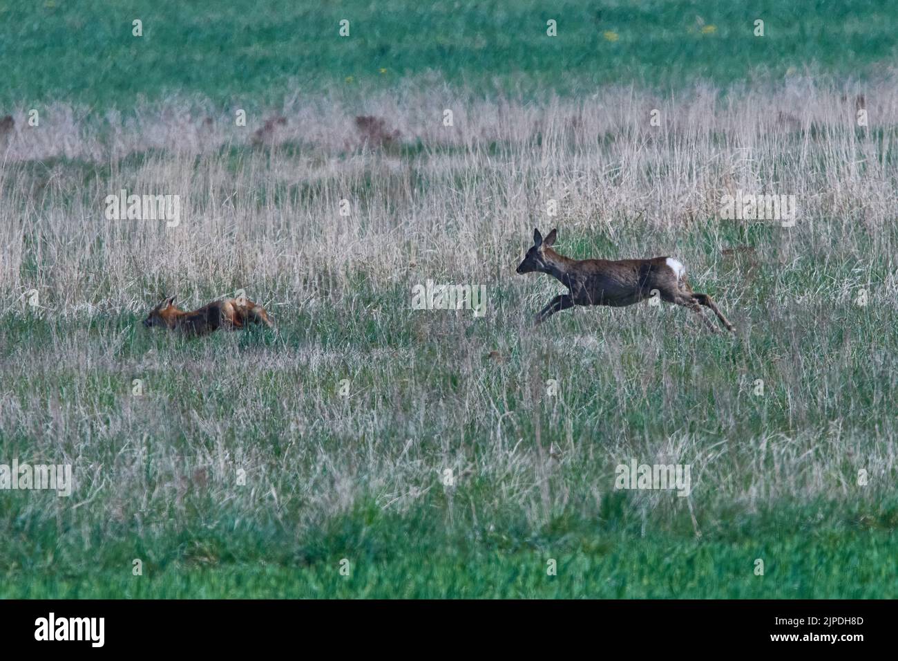 deer, fox, vulpes vulpes, deers, roe deer, stag, foxs Stock Photo - Alamy