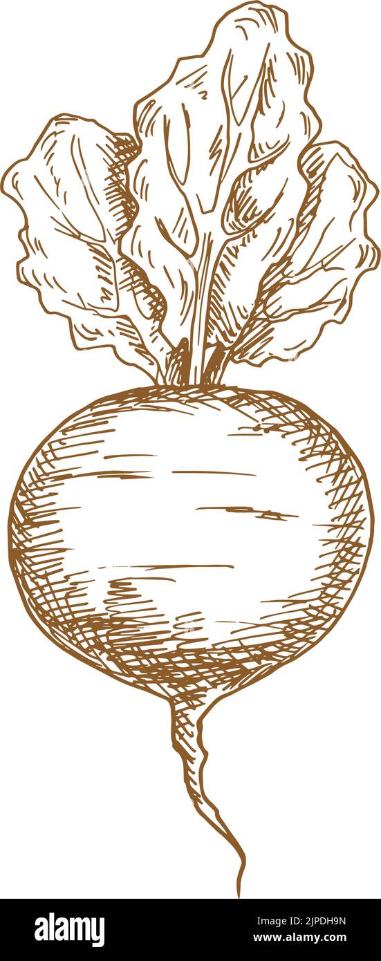 Beetroot food ingredient isolated sketch. Vector vegetable, whole ...