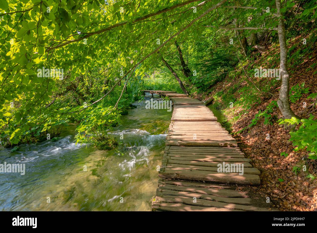 Wooden tourist path at forest, Plitvice national park, Croatia. Fresh ...