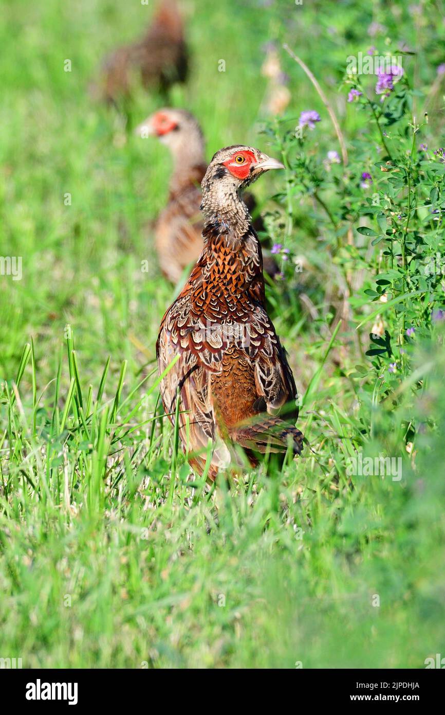 common pheasant, pheasants Stock Photo - Alamy