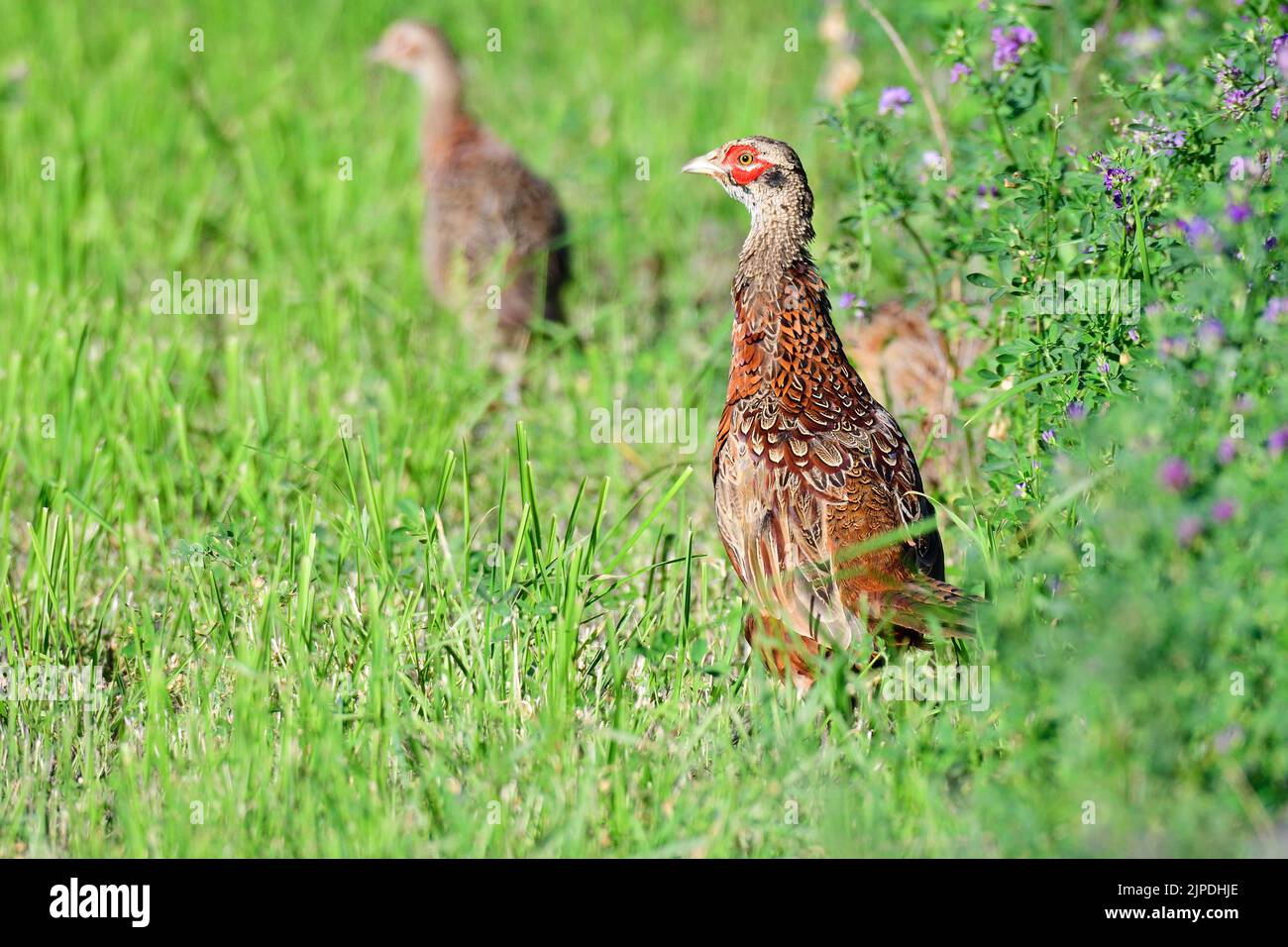 common pheasant, pheasants Stock Photo - Alamy