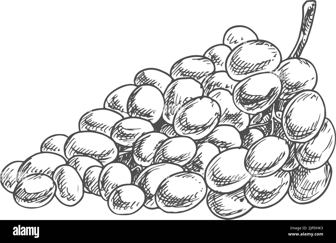 Grapes fruit sketch. Vector isolated organic natural farm fruits ...