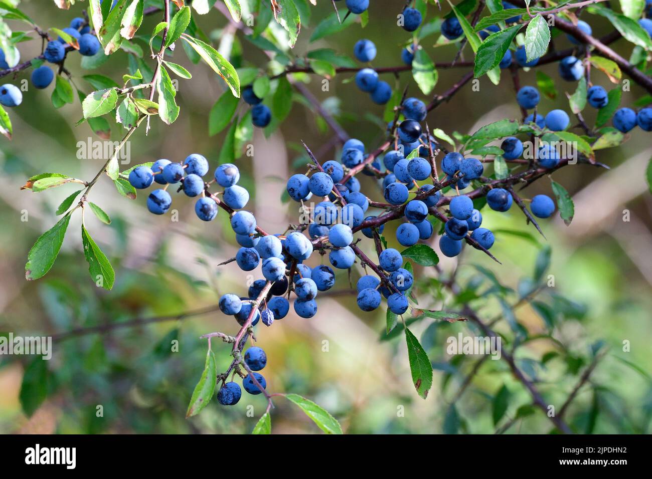 Prunus spinosas hi-res stock photography and images - Alamy