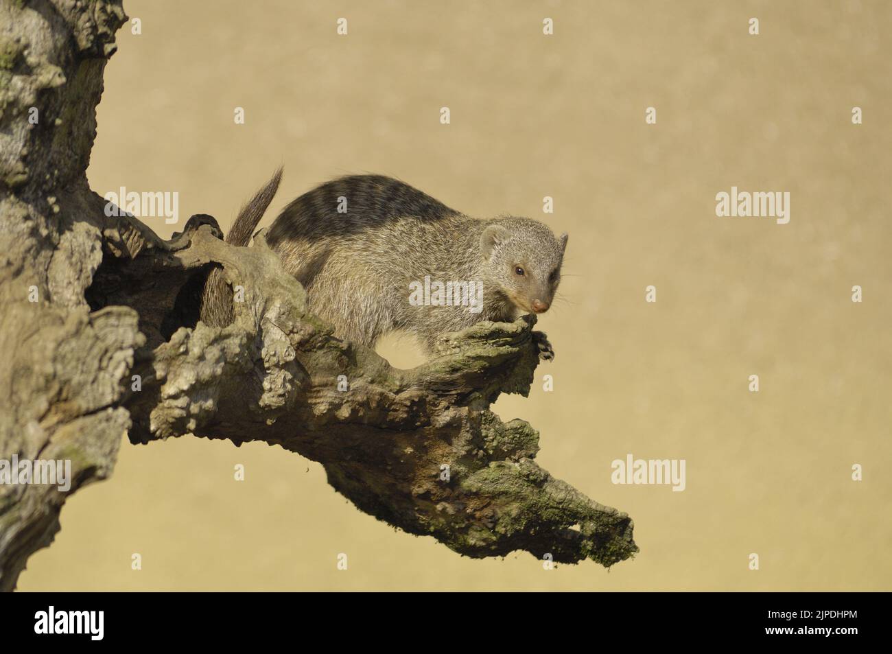 Banded Mongoose (Mungos mungo) standing on a fallen dead tree in the ...