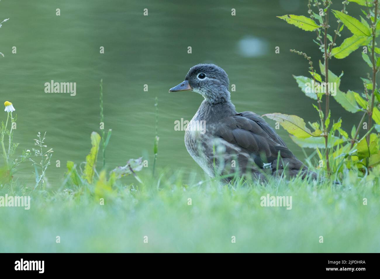 Young Mandarin duck at High Batts Nature Reserve, North Yorkshire Stock ...