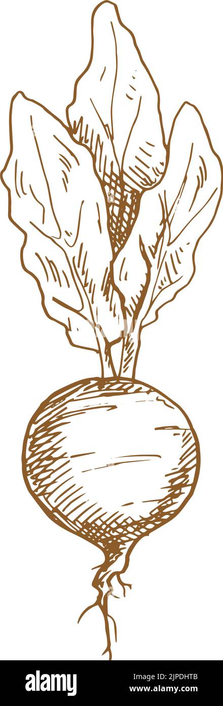 Beetroot food ingredient isolated sketch. Vector vegetable, whole ...