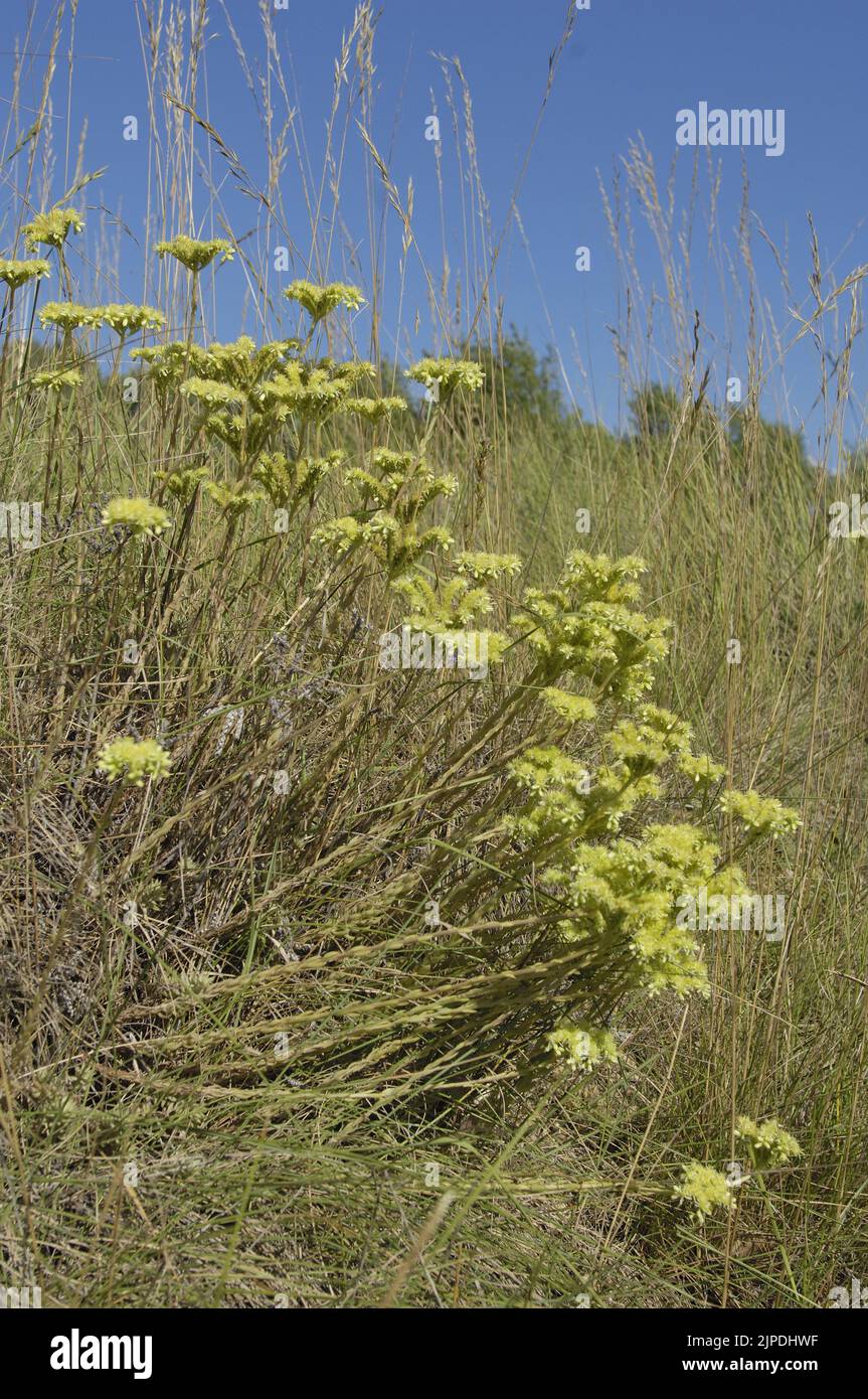 Pale Stonecrop - Tree Sedum (Sedum sediforme) flowering in summer ...