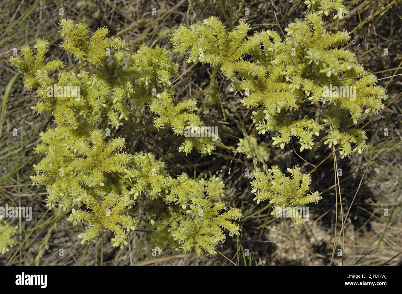 Pale Stonecrop - Tree Sedum (Sedum sediforme) flowering in summer ...