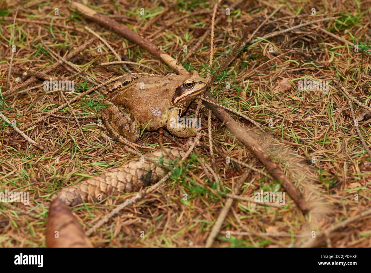 forest, common frog, rana temporaria, forests, wood, woodland, woods ...