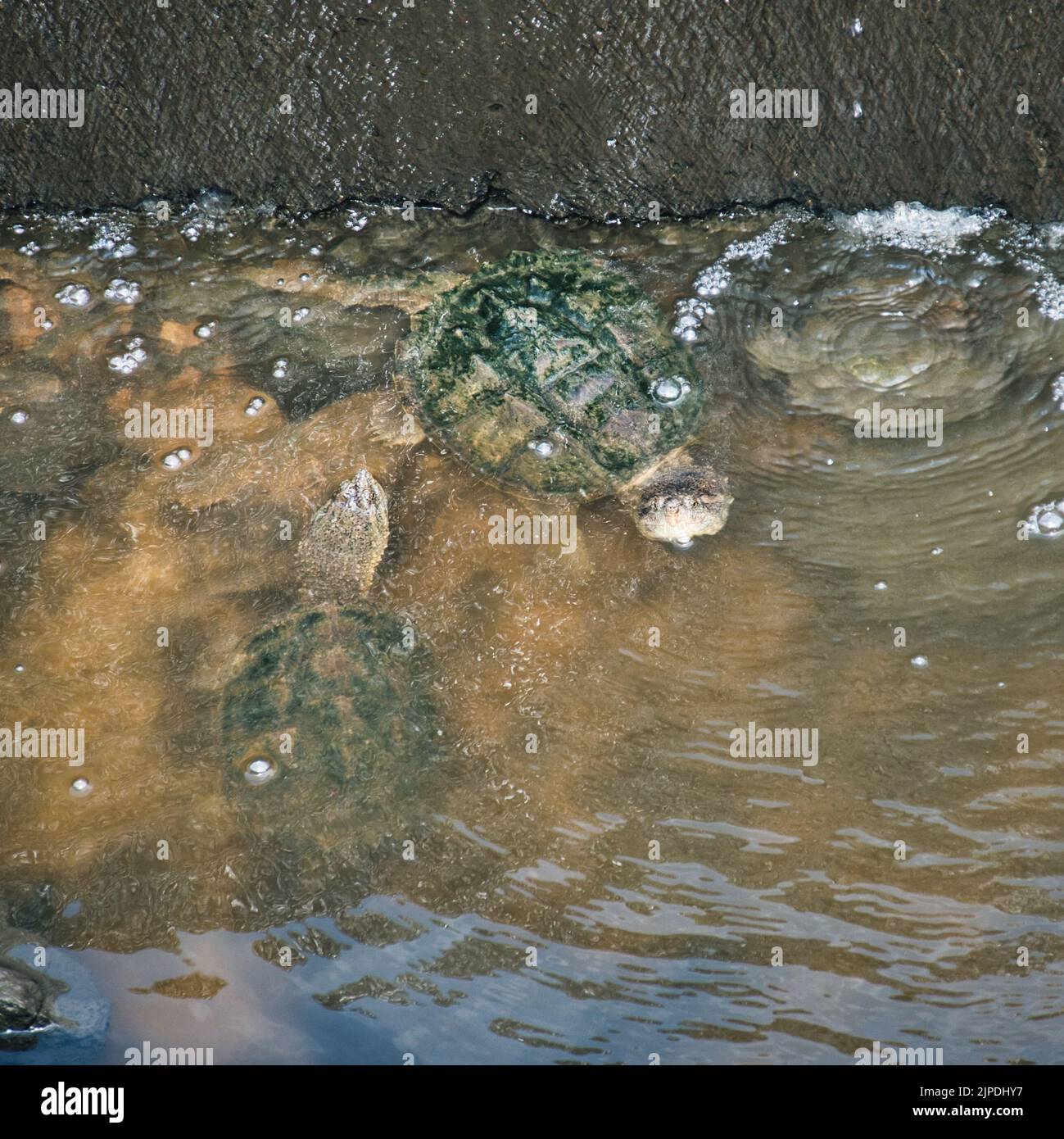 The Snapping Turtles at Olathe Community Center in Kansas Stock Photo ...