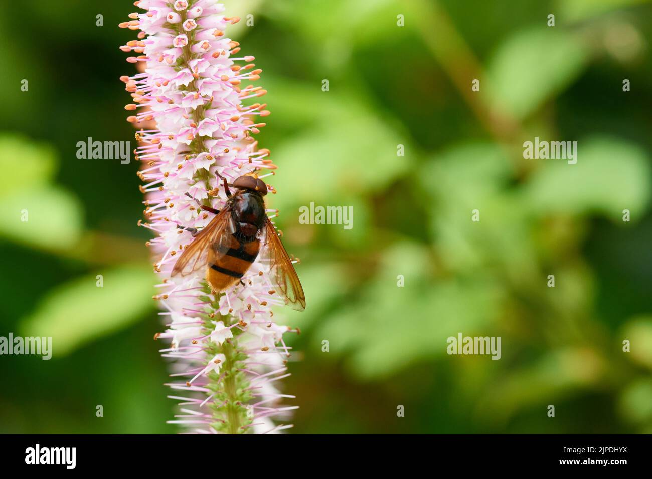 pollen, ornet mimic hoverfly, schwebfliegen, volucella zonaria, pollens ...