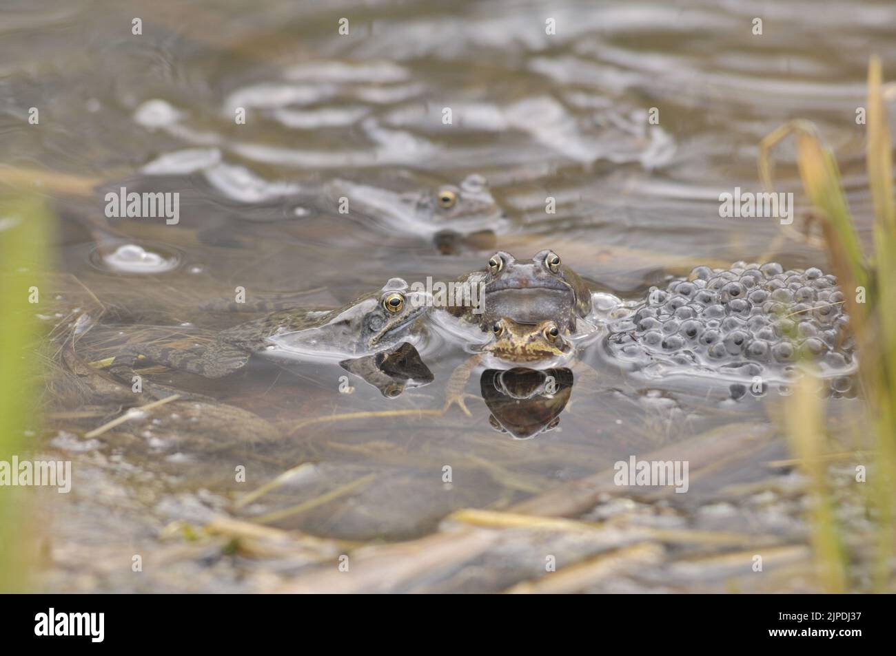 Common frog (Rana temporaria) mating in a pond amongst massive clumps ...