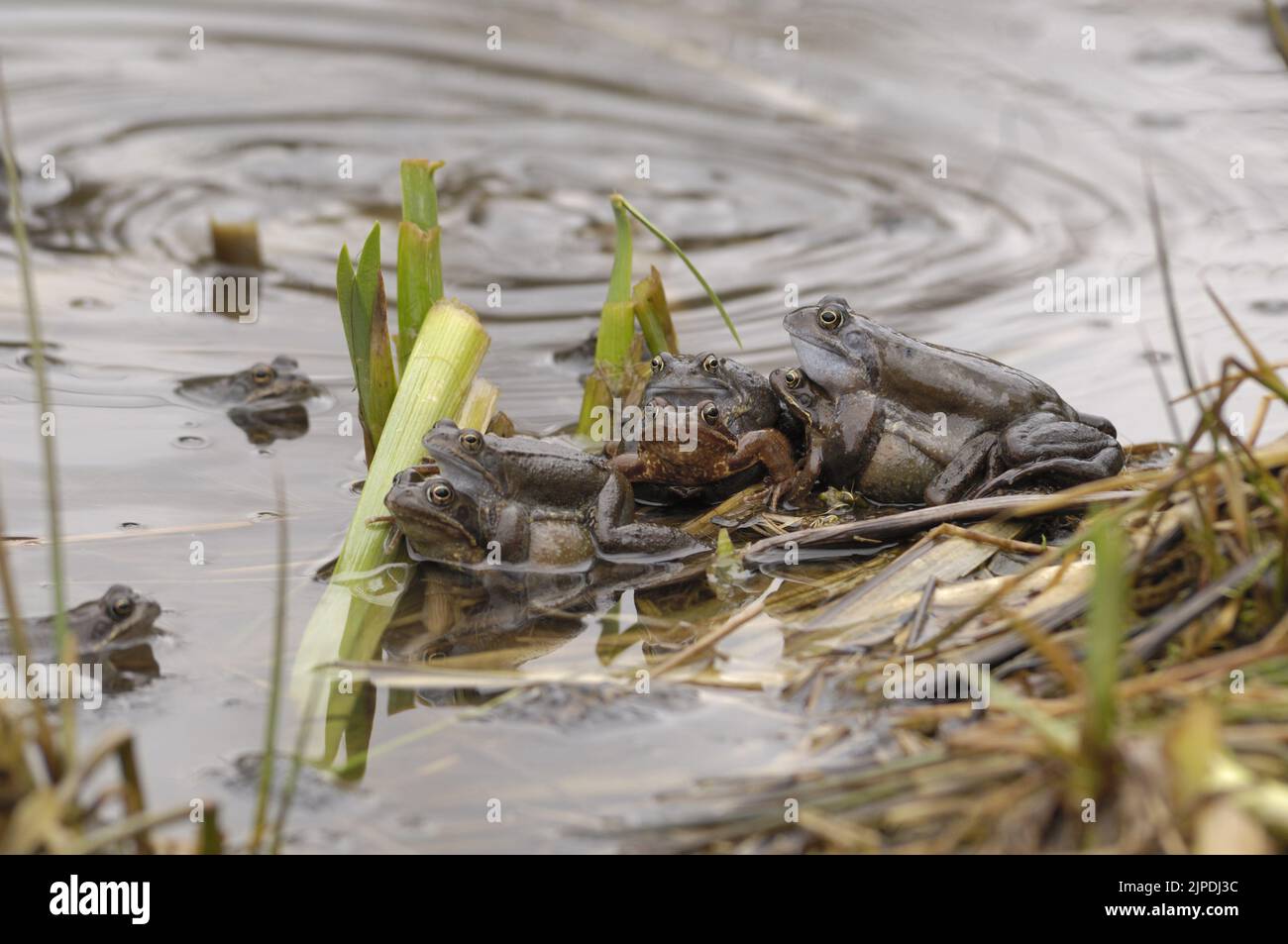 Common frog (Rana temporaria) mating in a pond amongst massive clumps ...