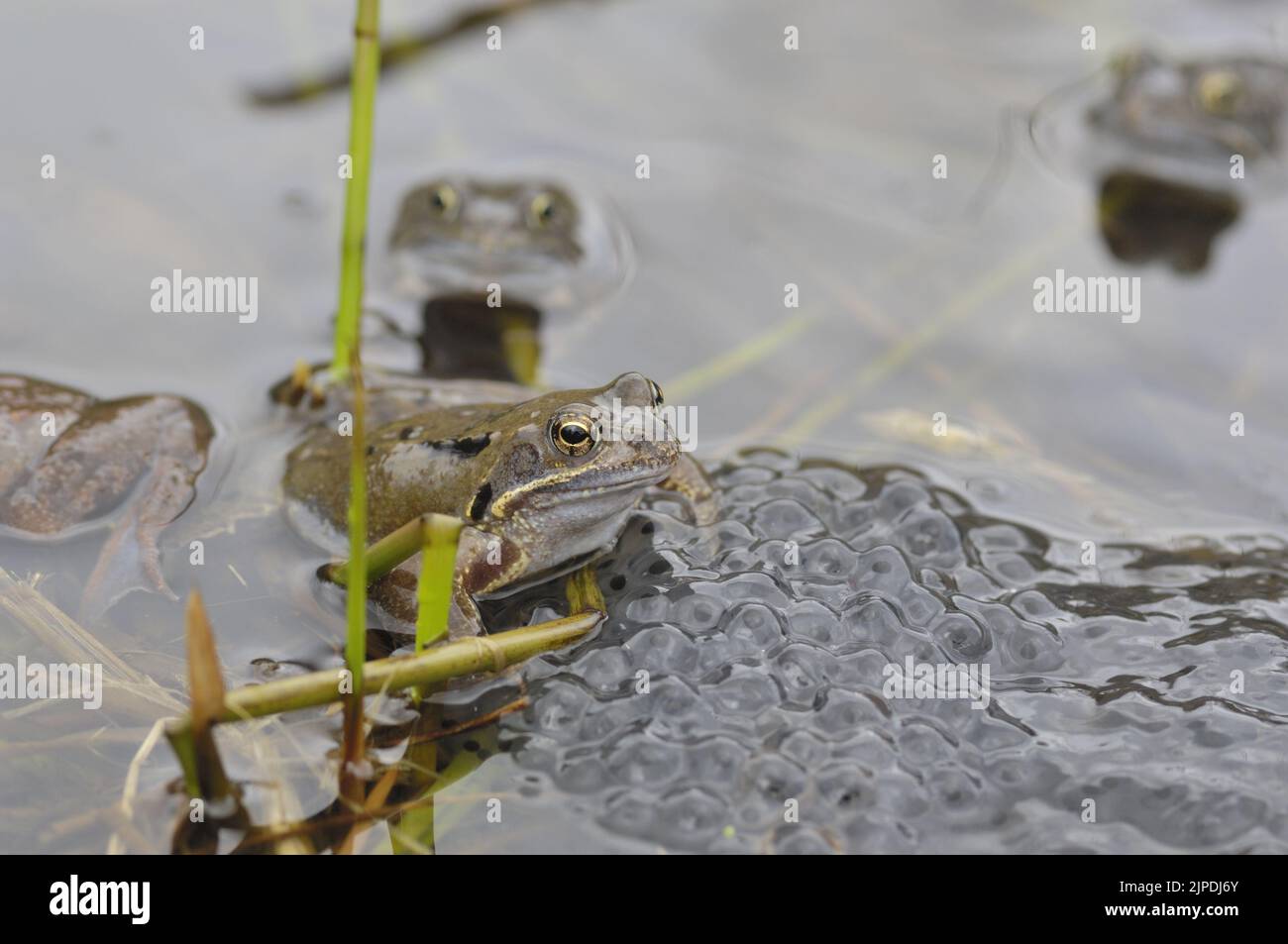 Common frog (Rana temporaria) mating in a pond amongst massive clumps ...