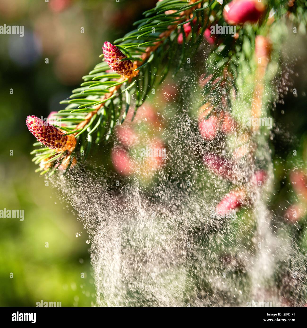 Pollen tree hi-res stock photography and images - Alamy