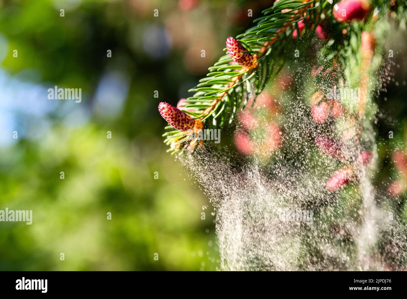 Pollen falling from the new pine blossom. Image with space n text Stock ...