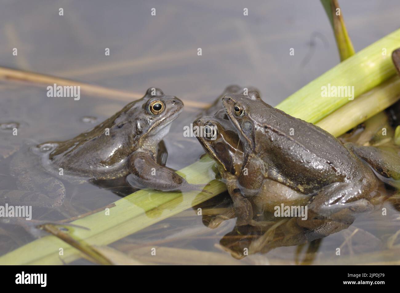 Common frog (Rana temporaria) mating in a pond amongst massive clumps ...