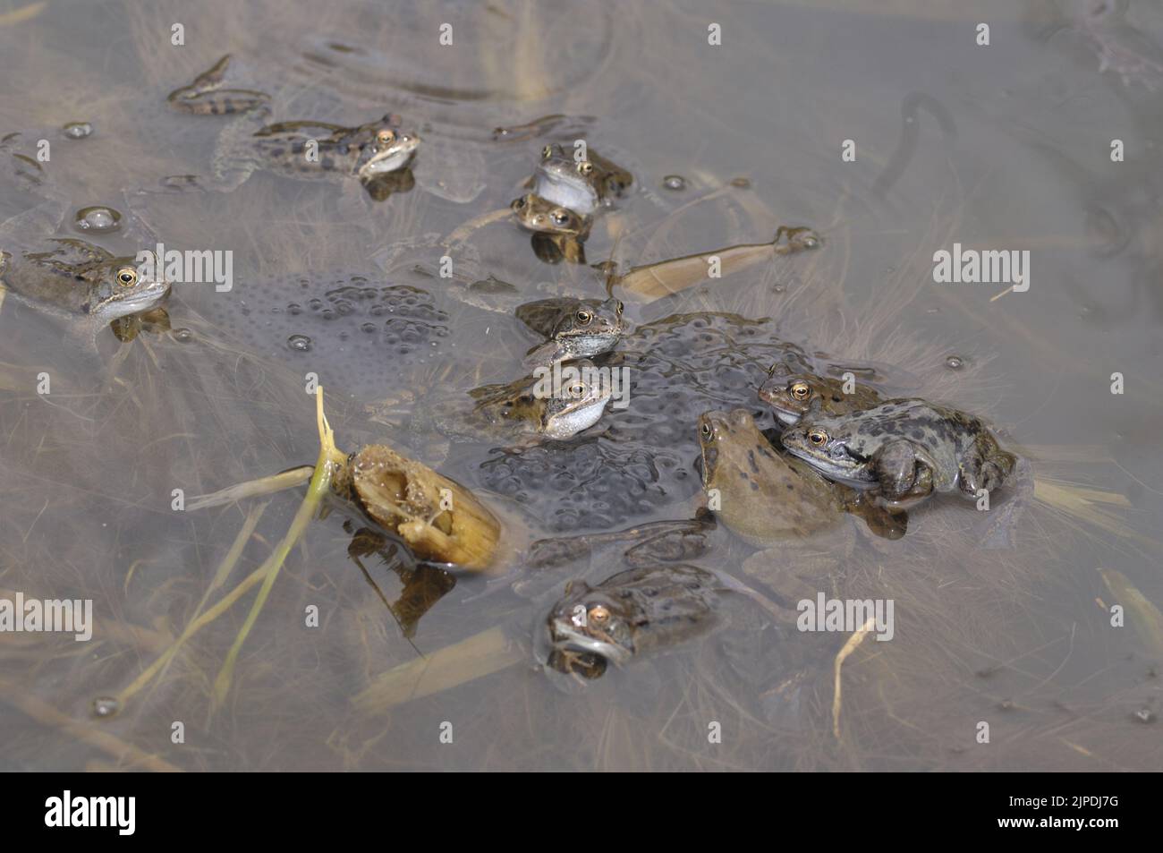 Common frog (Rana temporaria) mating in a pond amongst massive clumps ...
