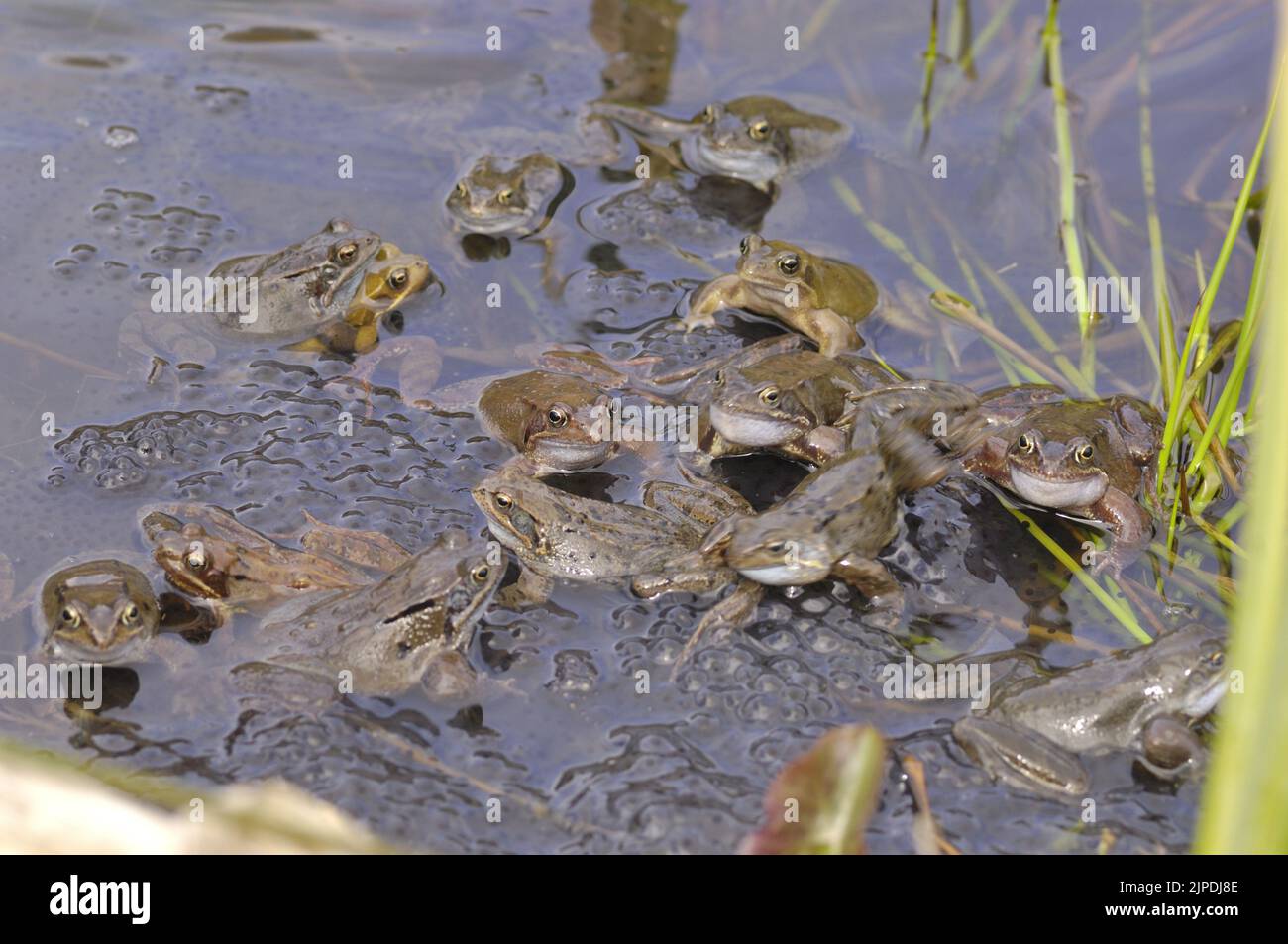 Common frog (Rana temporaria) mating in a pond amongst massive clumps ...