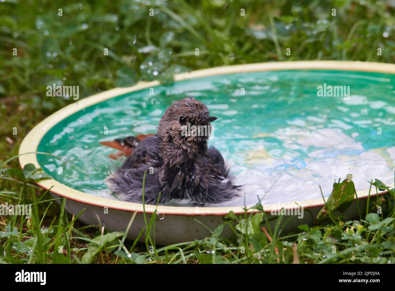 drinking bird, waterbath, black redstart, drinking birds, waterbaths ...