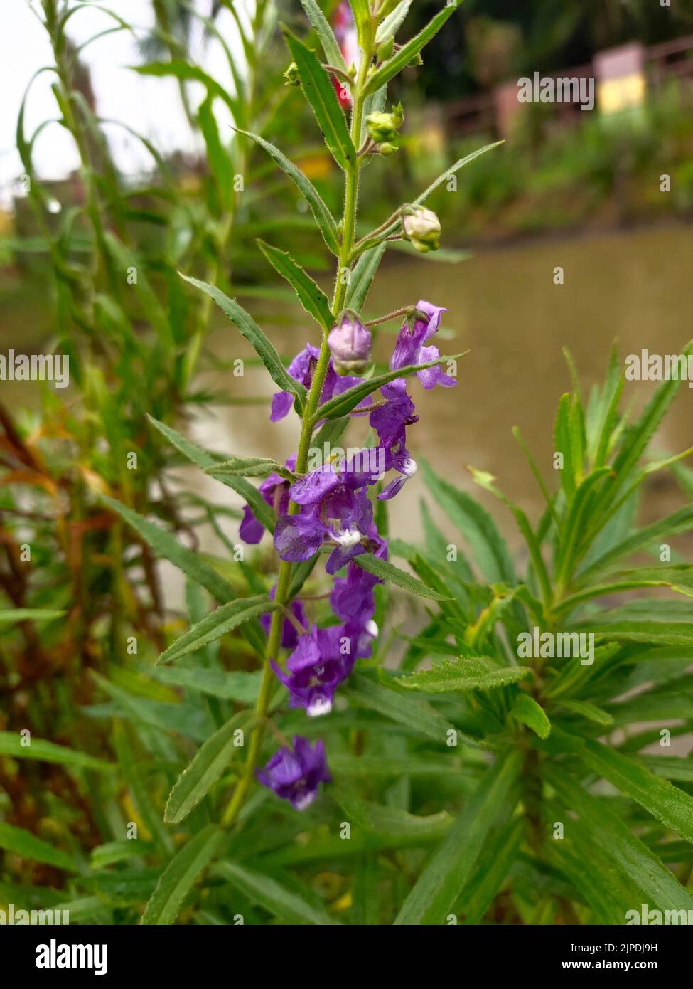 A vertical shot of a purple wild flower Stock Photo - Alamy