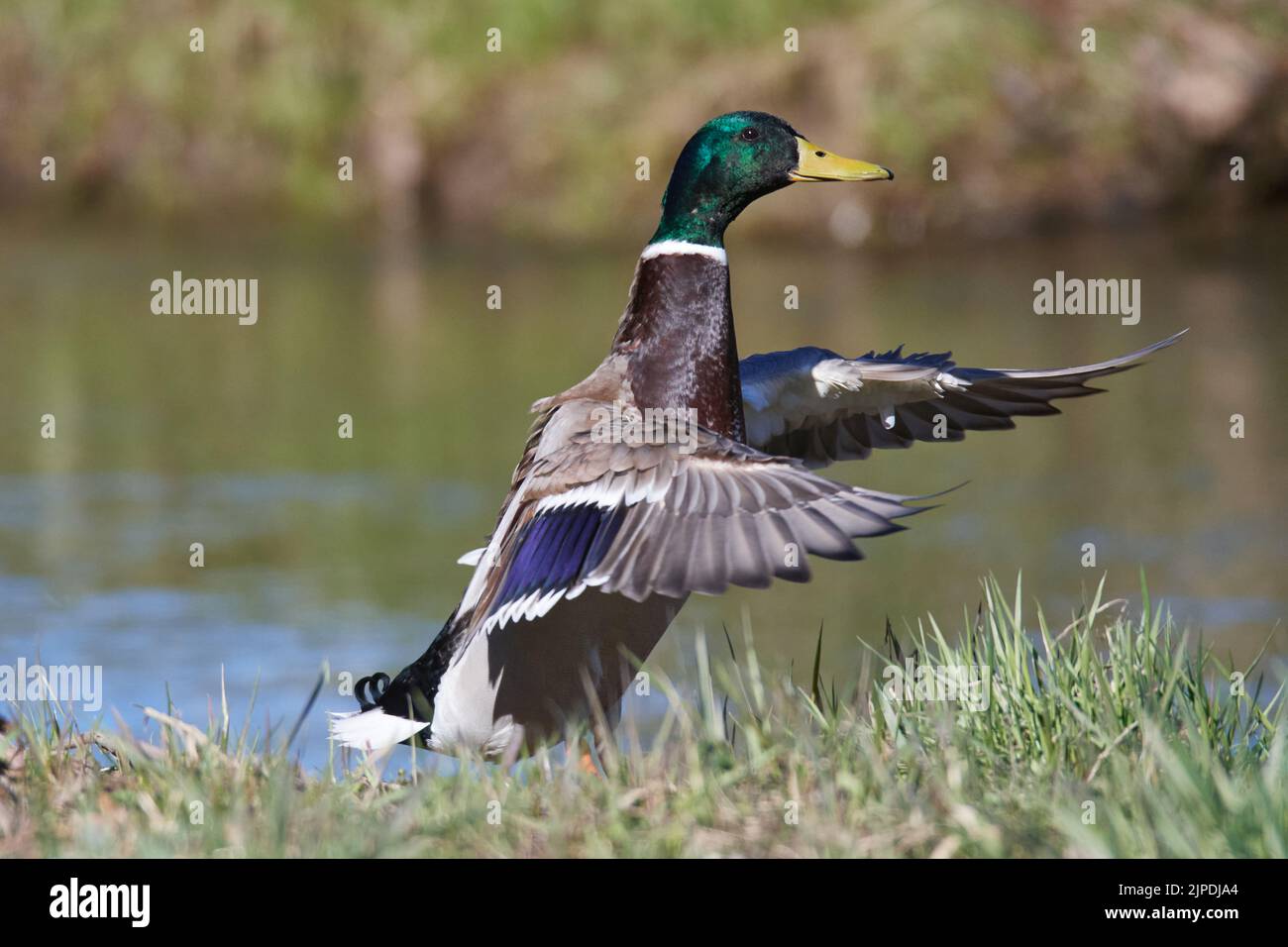 duck, mallard duck, flap, ducks, mallard ducks, flaps Stock Photo - Alamy