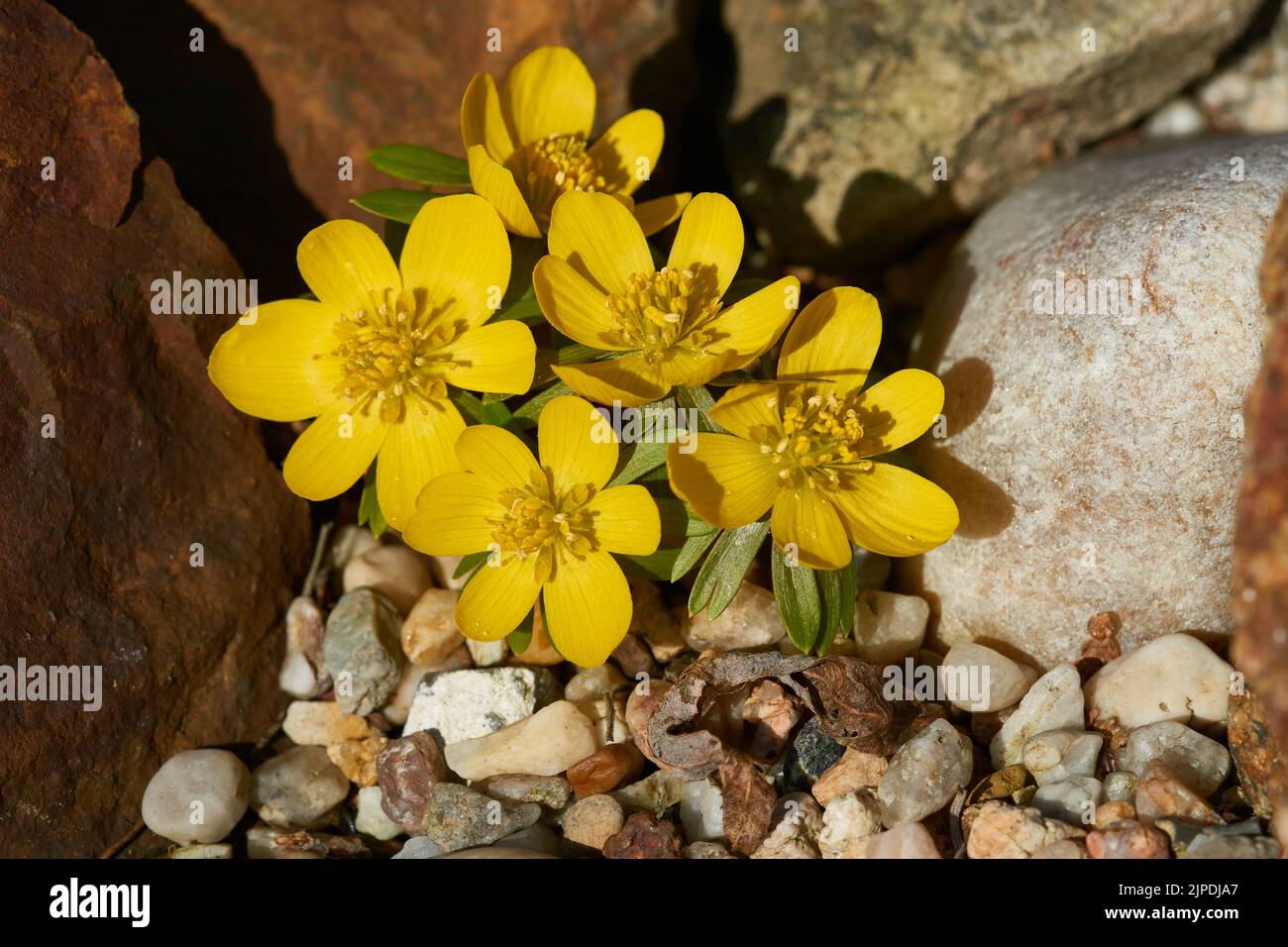 spring flower, winterling, eranthis hyemalis, spring flowers Stock ...