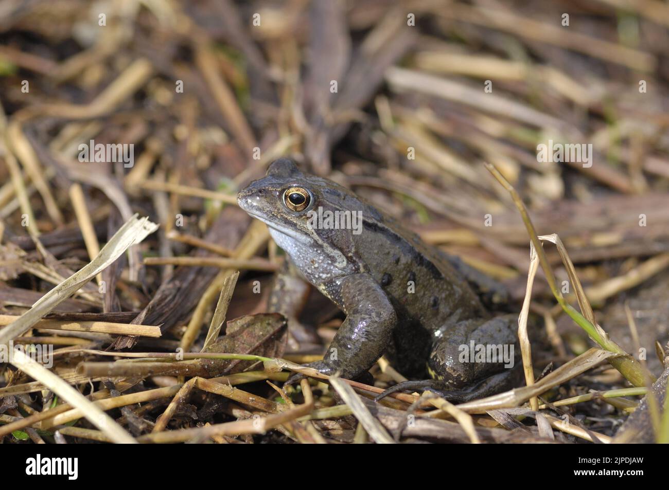Frog reproduction hi-res stock photography and images - Alamy