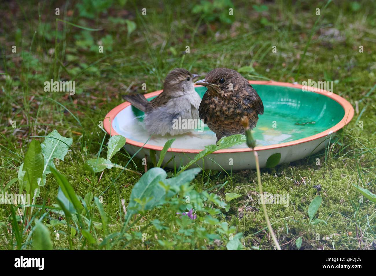 blackbird, drinking bird, blackbirds, drinking birds Stock Photo - Alamy