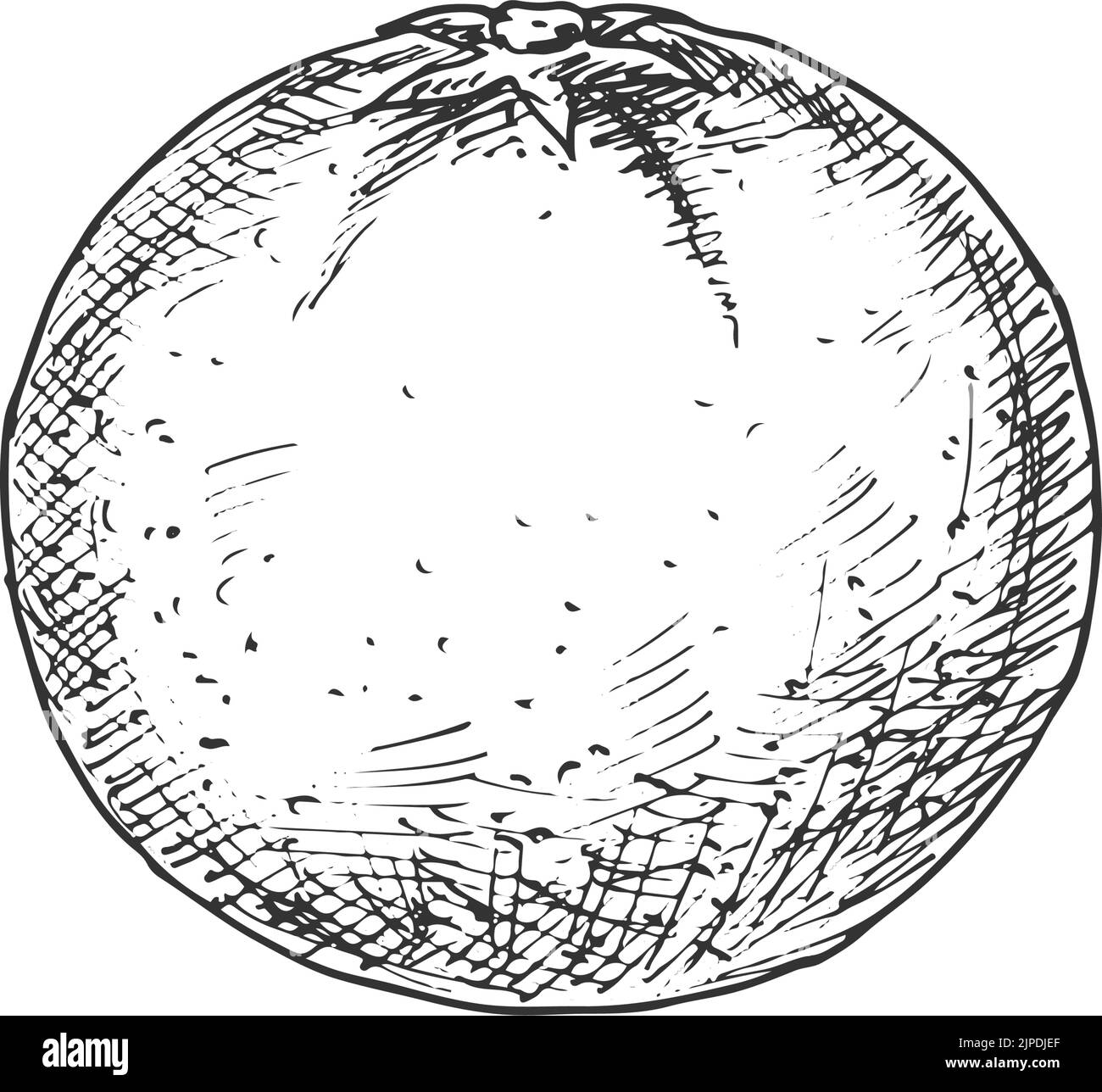 Orange tropical fruit. Vector exotic orange or tangerine citrus fruit ... Orange tropical fruit. Vector exotic orange or tangerine citrus fruit ...