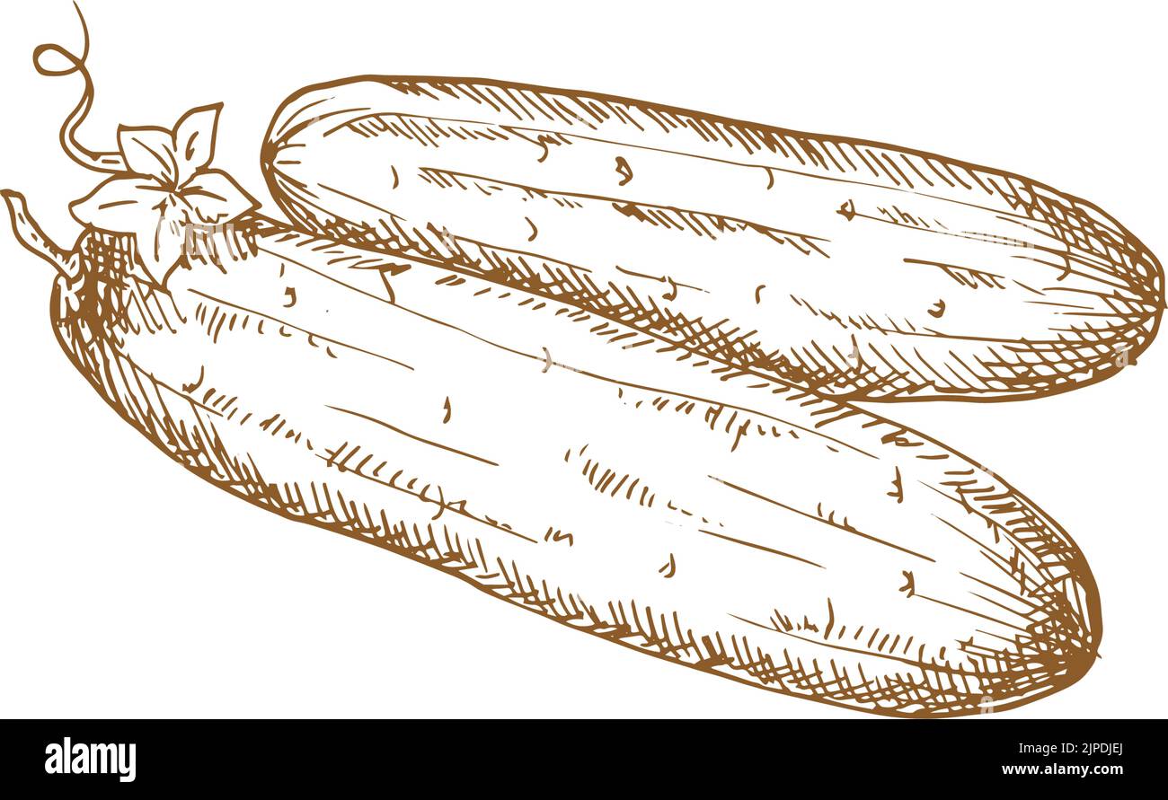 Whole cucumber isolated vegetable sketch. Vector pickle or gherkin ...