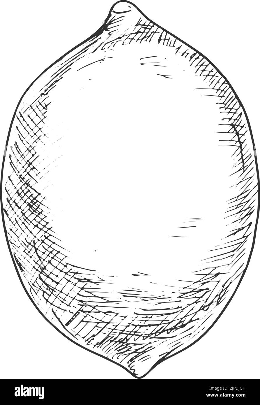 Lemon fruit sketch. Vector isolated whole organic natural lemon or lime citrus fruit Stock ...