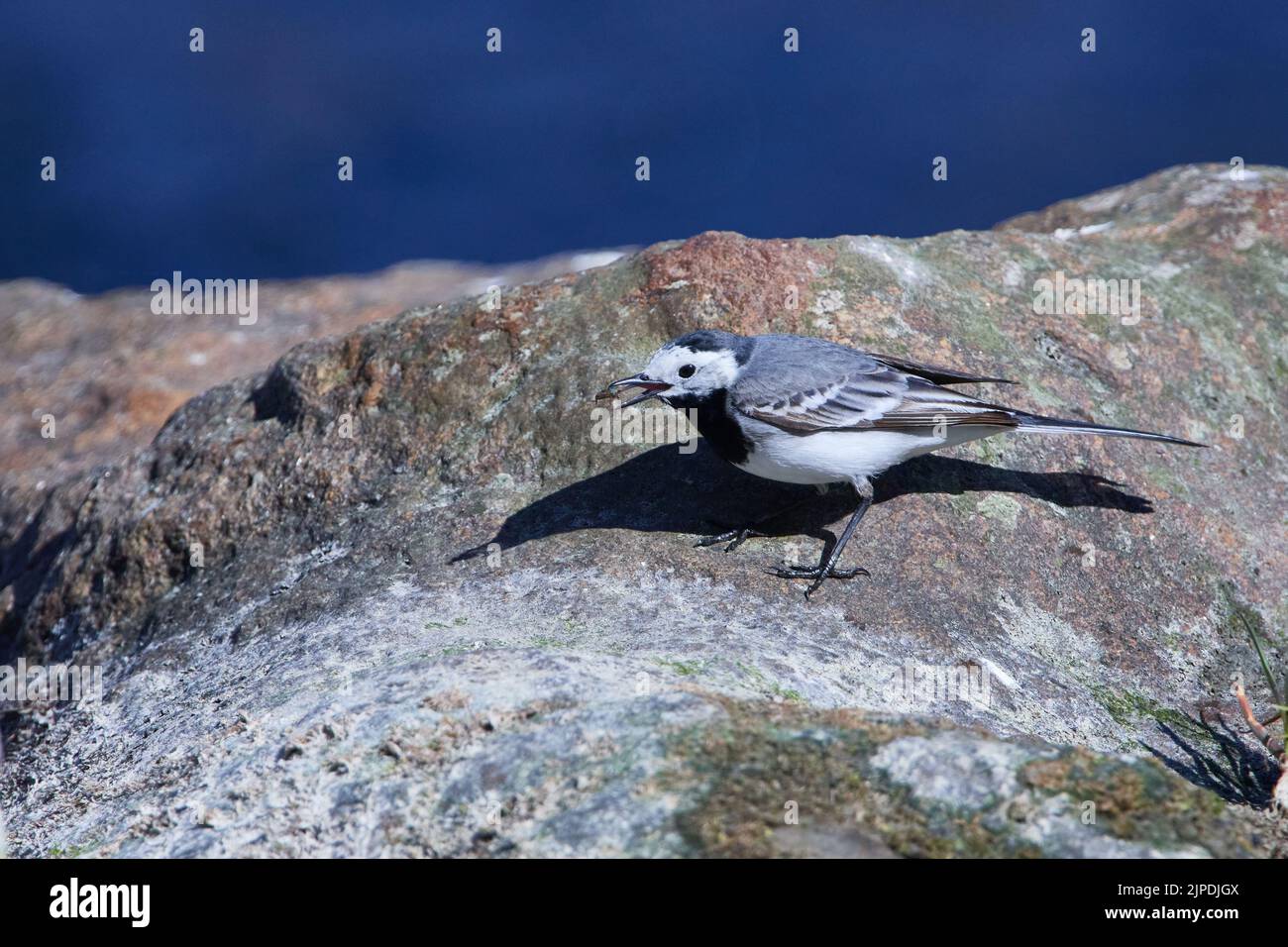 foraging, white wagtail, wagtails Stock Photo - Alamy