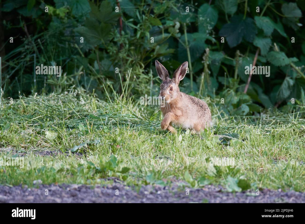 Roadside rabbit hi-res stock photography and images - Alamy