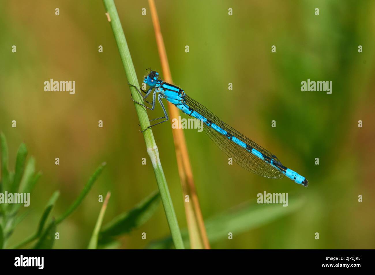 common cups virgin, enallagma cyathigerum, common cups virgins Stock ...