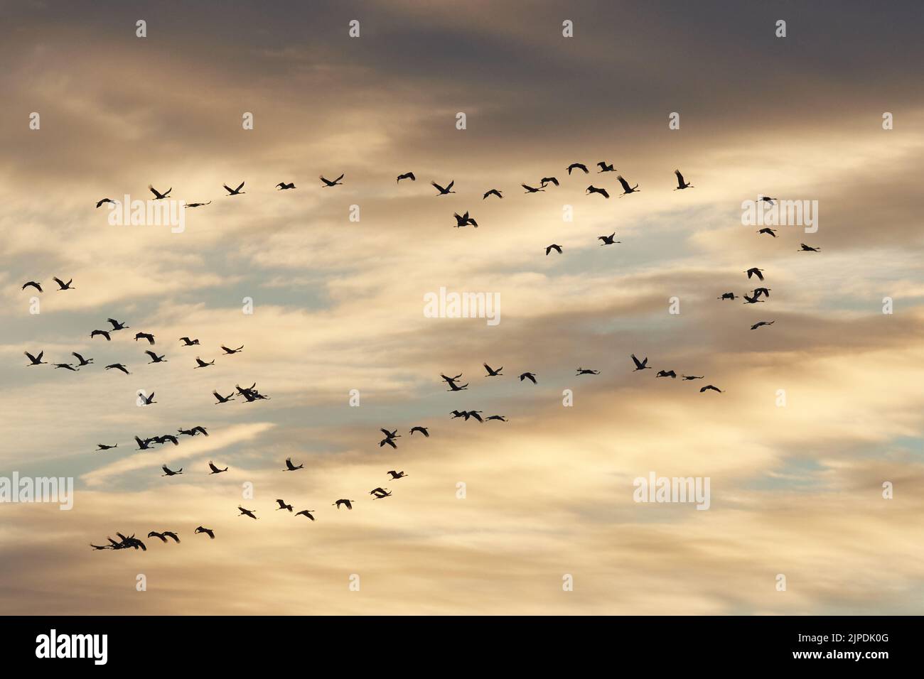 twilight, flight, flying, crane, twilights, flights, fly, to fly ...