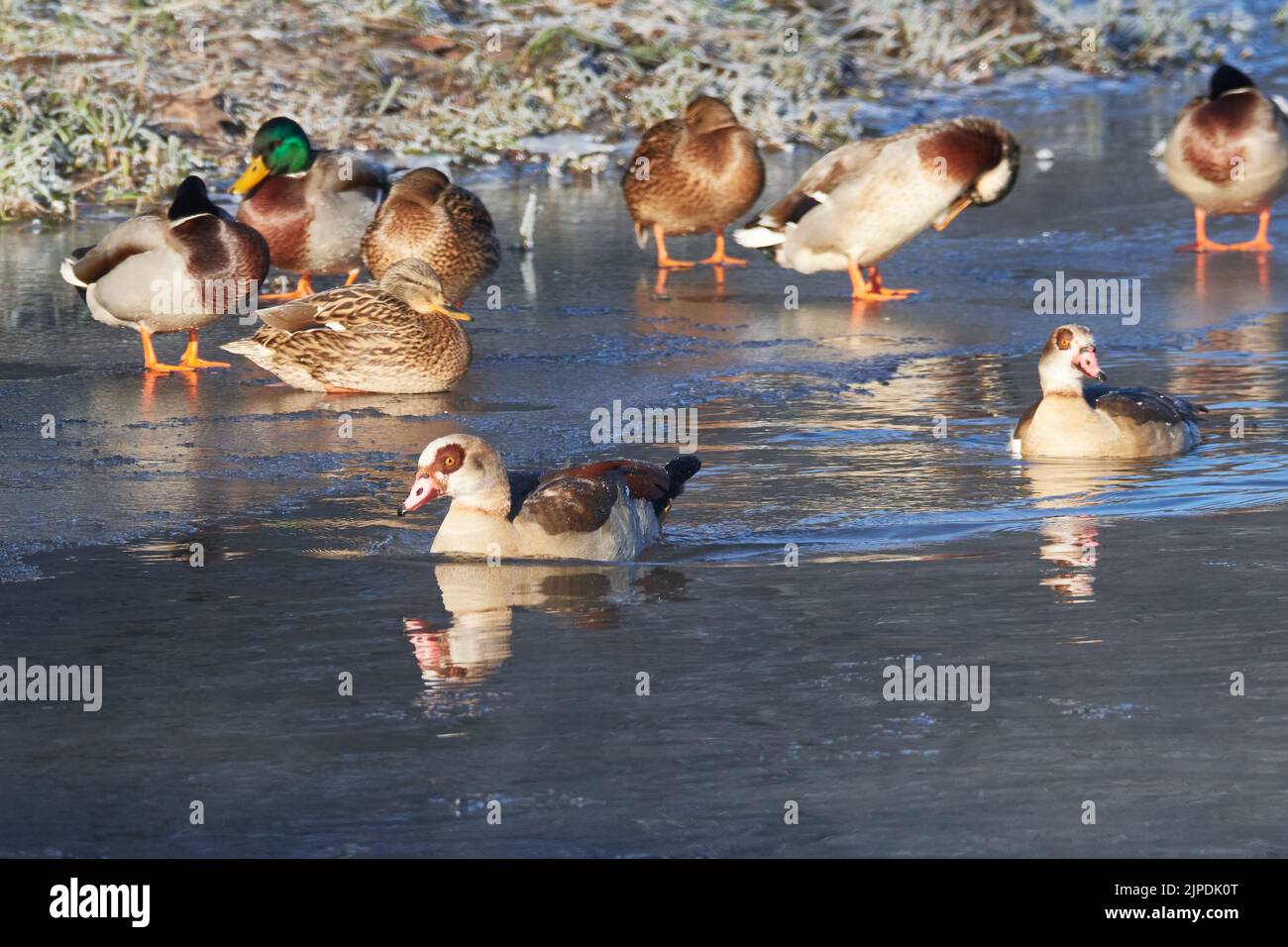 Egyptian ducks hi-res stock photography and images - Alamy