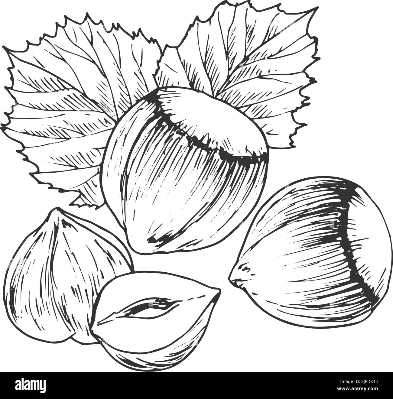 Hazelnut with leaves isolated monochrome sketch. Vector fresh and ...