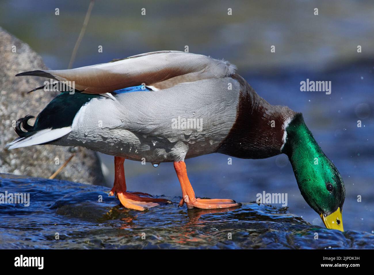 drinking, mallard duck, drake, to drink, mallard ducks, drakes Stock ...