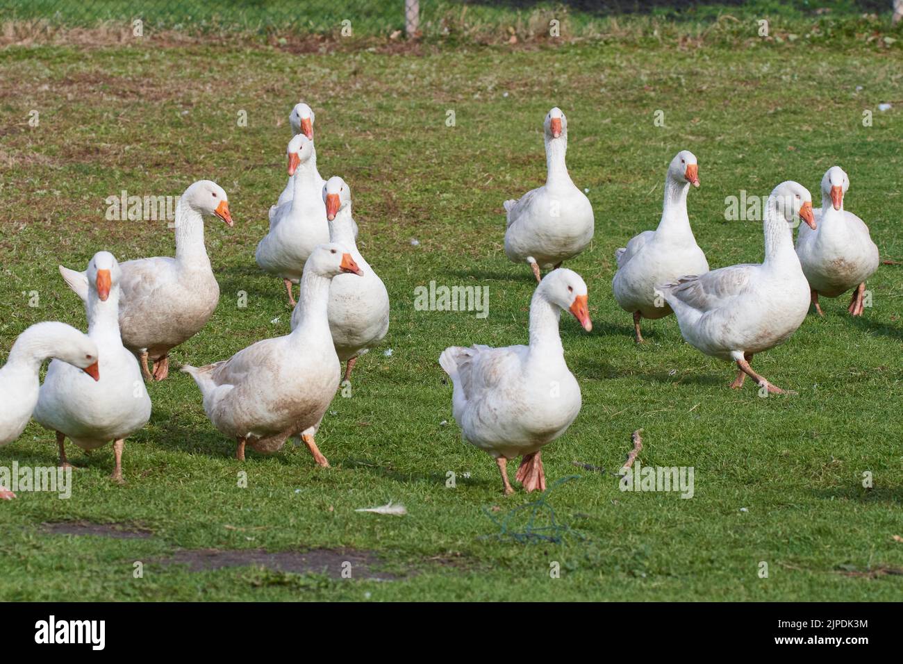 open air enclosure, emden goose, haustierrasse Stock Photo - Alamy