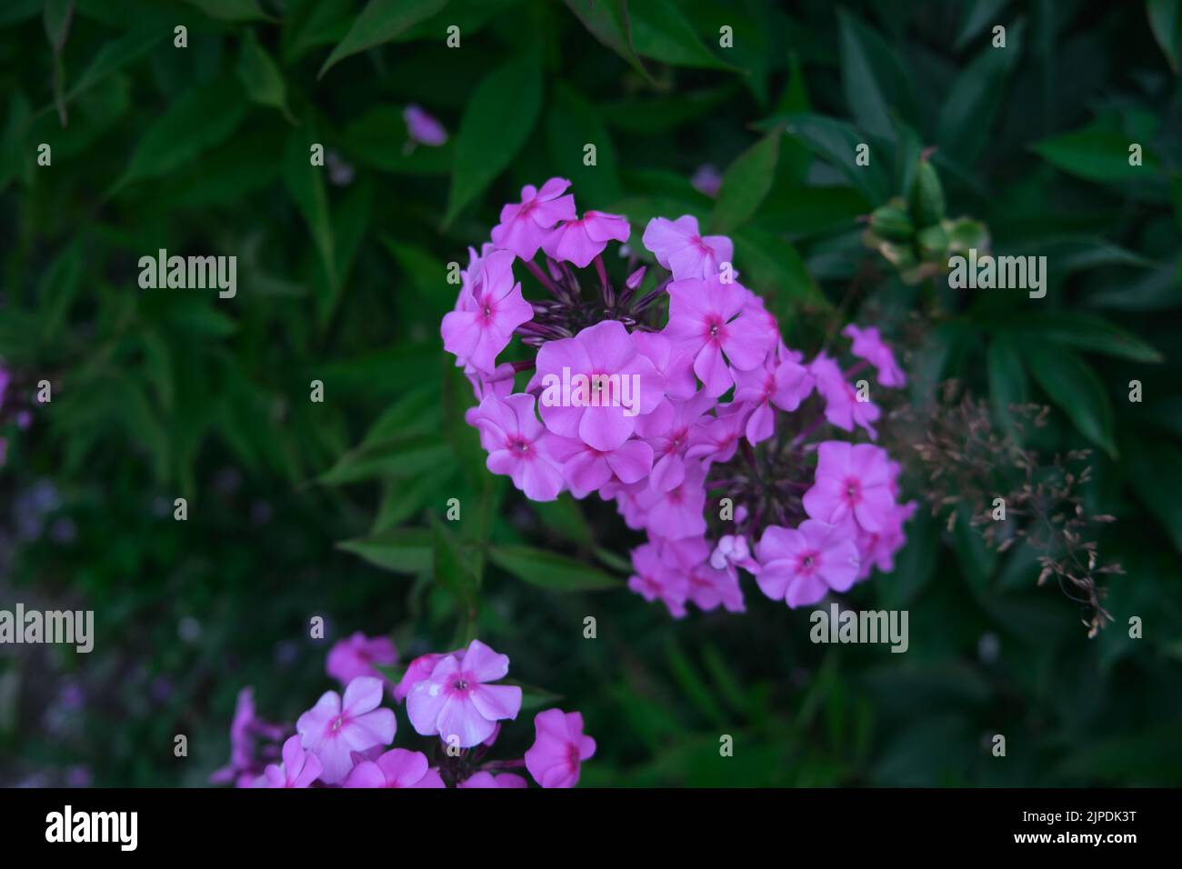 Lilac color Summer Phloxes flower in a garden Stock Photo - Alamy